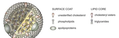 Test 1 Lecture 2 3 4 Lipid Metabolism Flashcards Quizlet