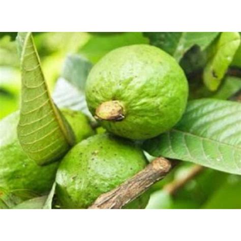 Jual Buah Jambu Biji Muda Segar 500 Gram Shopee Indonesia