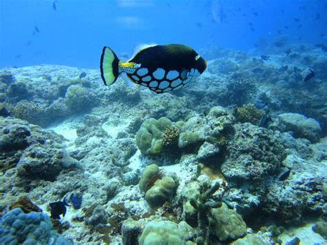 Clown Triggerfish Kuredu Island Lhaviyani Atoll Maldives Island