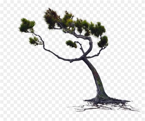 Blowing Wind Png Wind Blowing Tree Png Transparent Png 1022x781 3026968 PinPng