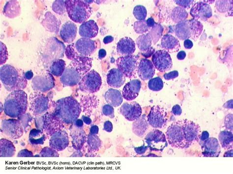 Cytology Lymph Node Aspirate In Cats Felis Vetlexicon
