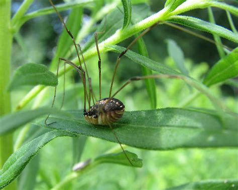 Unknown Harvestmen BugGuide Net