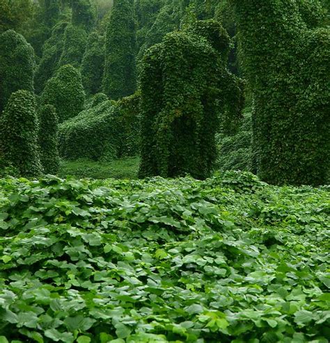 The Story Behind Kudzu The Vine Thats Still Eating The South