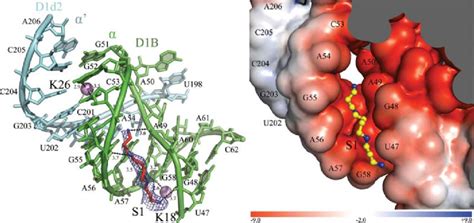 Ionic Network At The α α ′ Interaction Left The Ion Binding Sites Download Scientific