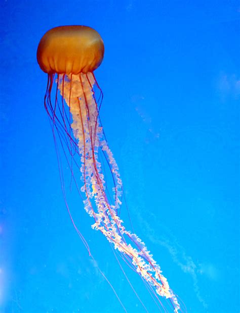 Atlantic Sea Nettle Facts