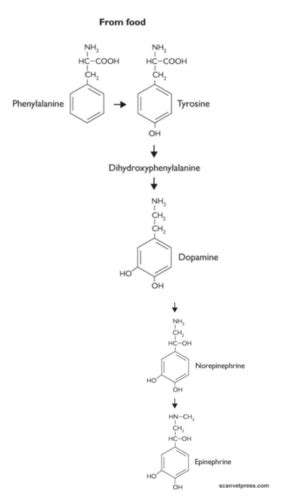 Catecholamines Flashcards Quizlet