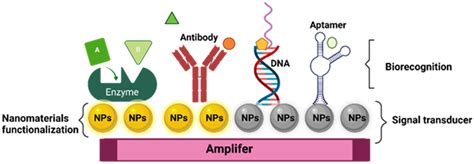 Nanobiosensors In Pathogen Detection In Water And Food Encyclopedia Mdpi