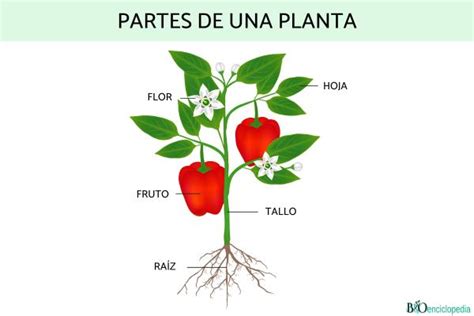 Mapa Conceptual De Las Partes De Una Planta Partes De La Planta Ciclos