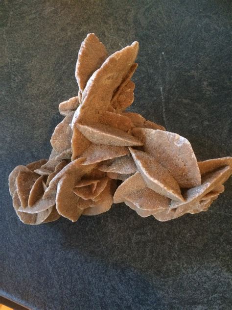 Fossil Id Help Fossil Id The Fossil Forum