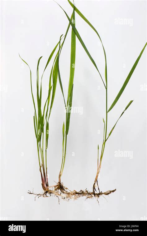 Common Couch Elymus Repens Shoots And Roots From Underground Rhizomes Of This Invasive