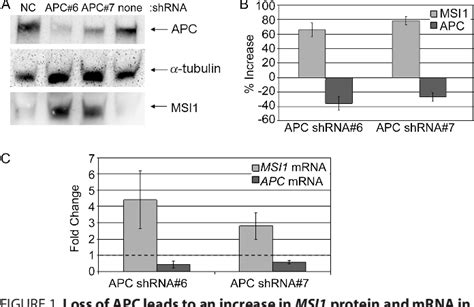 Figure 1 From Novel Double Negative Feedback Loop Between Adenomatous
