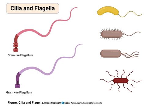 Cell Organelles Structures Functions And Detailed Diagrams