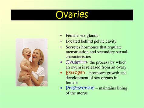 Endocrine System Ppt Download