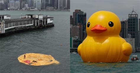 Patos De Borracha Gigantes Rodam O Mundo Com Artista Holandês Fotos