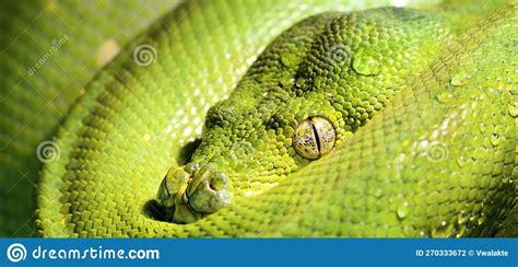 Head Python Yellow Pattern On A Table Edge Close Up Of Snake Skin