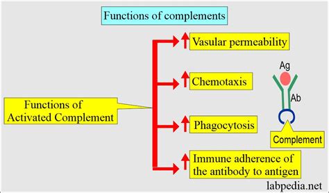 Frontiers Interpretation Of Serological Complement 60 Off