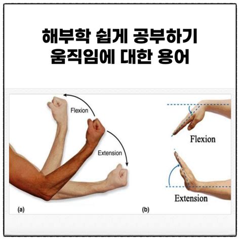 해부학 쉽게 공부하기 움직임 관련 용어 네이버 블로그