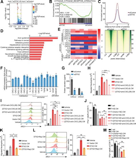 Targeting Deltex E3 Ubiquitin Ligase 2 Inhibits Tumor‐associated