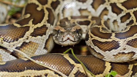 Hybrid Pythons Are Taking Over The Florida Everglades With Hybrid Vigor Iflscience