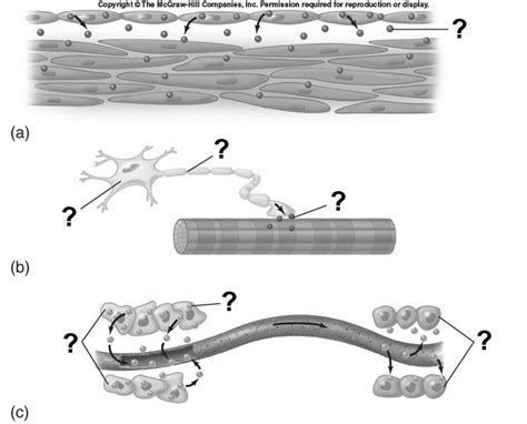 Lecture Chapter 6 Exam Figure 6 29 Cell Signaling Diagram Quizlet