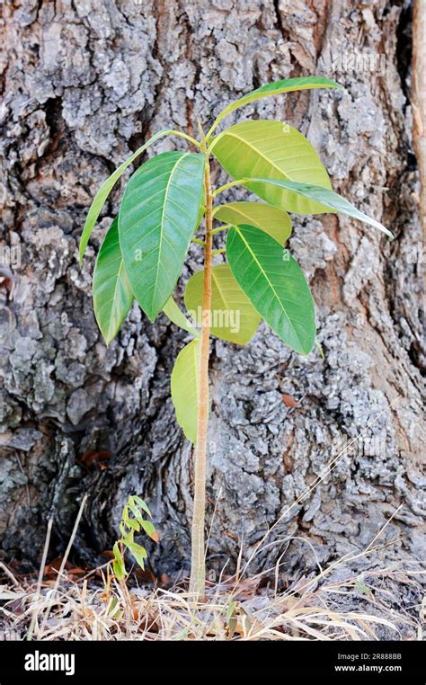 Strangler Fig Seedling Everglades National Park Florida Strangler