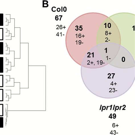 A Sample Tree Of Hierarchical Cluster Analysis Pearson Correlation