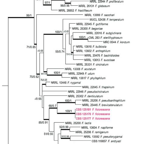 Phylogenetic Tree Generated By Bayesian Inference Bi And Maximum