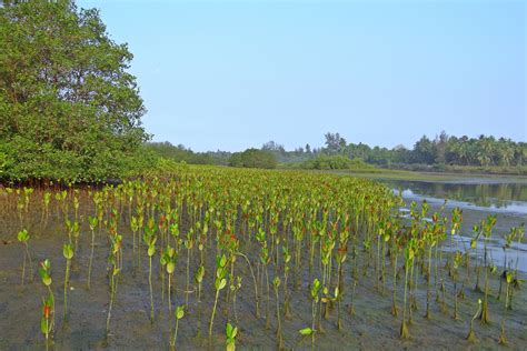 Mangroves Smithsonian Ocean
