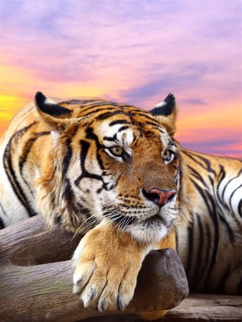 Yolbarslar Chiroyli Rasmlar