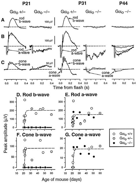 Rod And Cone Driven B Waves Are Absent From The Electroretinogram Of Download Scientific