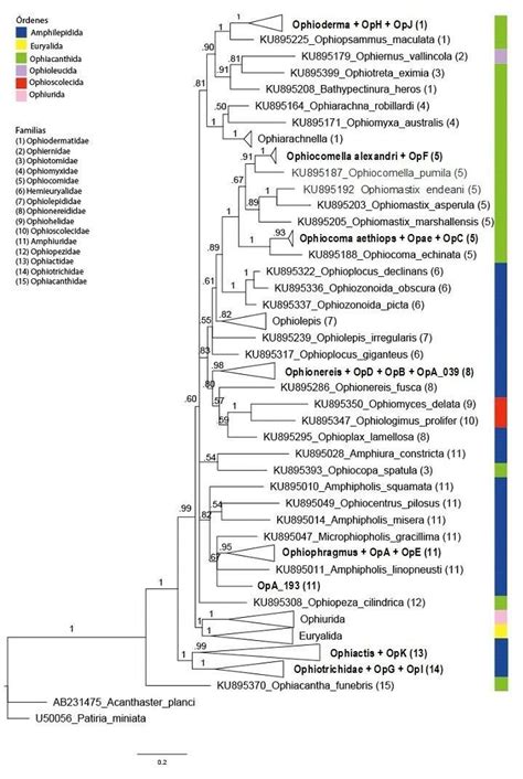 Collapsed Tree Resulting From The Bayesian Inference Analysis Of The
