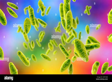 Brucella Bacteria Computer Illustration Brucella Is A Gram Negative Non Sporing Aerobic