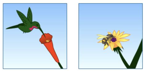 Chapter Coevolution Introductory Biology