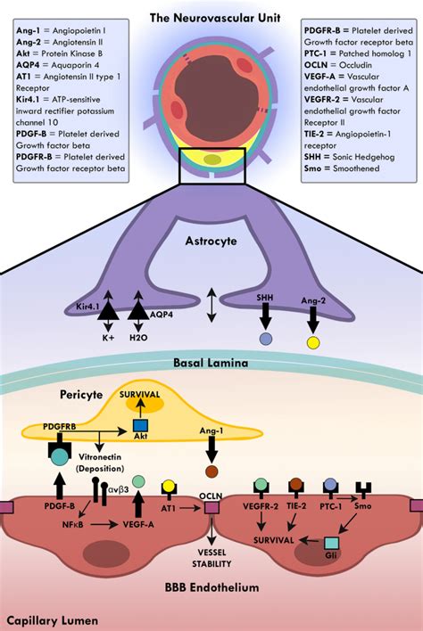 神经血管单位的体内靶向：挑战和进展 Cellular And Molecular Neurobiology X Mol