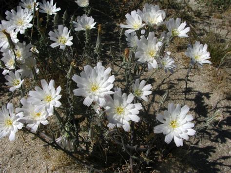 Tags Drought Flower Seeds Shrub