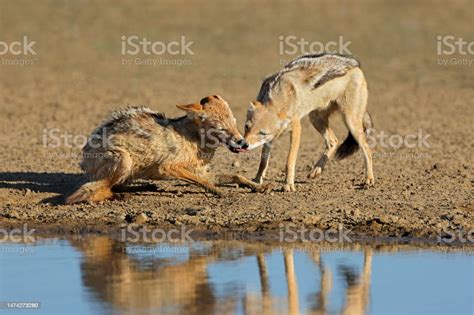Pair Of Blackbacked Jackals Interacting Kalahari Desert South Africa