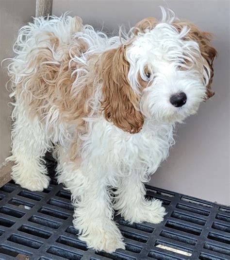 Dog For Adoption Cavapoo Blenheim Female A Cavalier King Charles