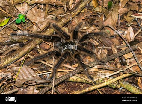Wild Native Tarantula Grammostola Sp In The Forest Sao Francisco De