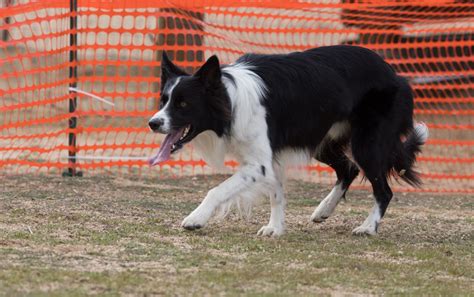Kobee Contact Point Border Collies