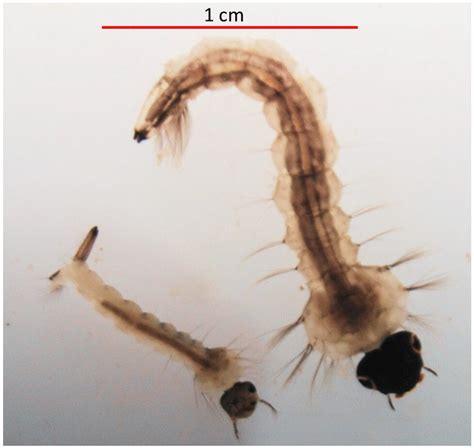 Mosquito Egg Raft Distribution Is Affected By Semiochemicals