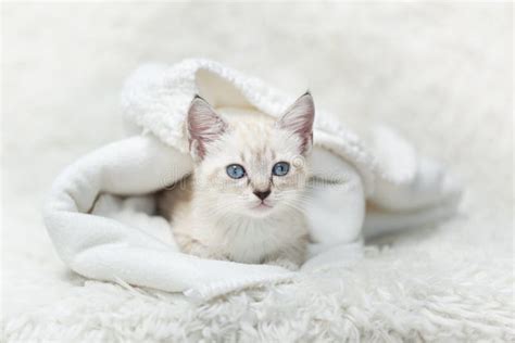Gatito Siamés Blanco Adorable Con El Fondo Rosado Foto De Archivo