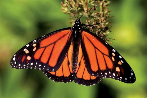 Monarch Butterfly Life Cycle Caterpillar Migration Endangered