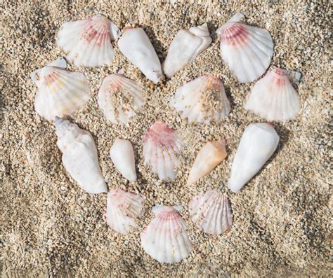 Shelling Down Under A Detailed Guide To 10 Common Australian Seashells