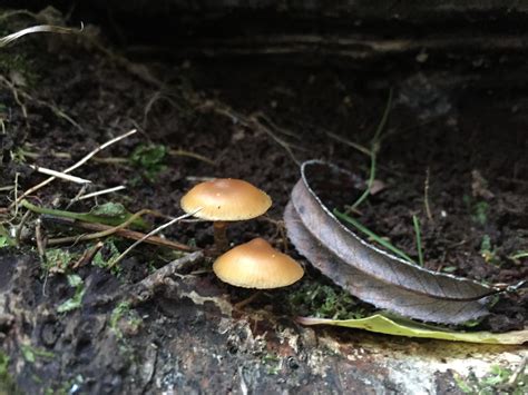 Have I Stumbled Upon A Patch Of Psilocybe Azurescens On My Property Help Please R Shroomid