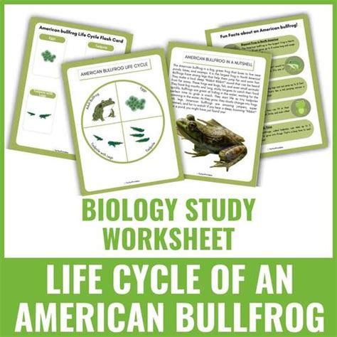 American Bullfrog Life Cycle Worksheet Amphibian Unit Study With Fun