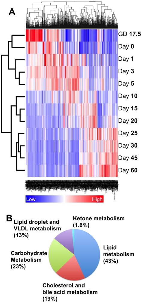 A Two Way Hierarchical Clustering Of The 627 Energy Metabolism Genes