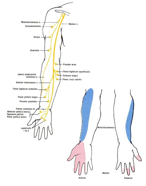 Median Nerve Distribution