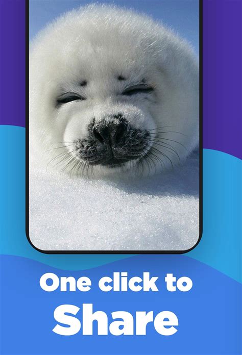 Harp Seal Wallpaper Hd Apk For Android Download