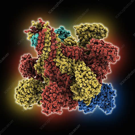 Clostridioides Difficile Binary Toxin Molecular Model Stock Image C057 2733 Science Photo
