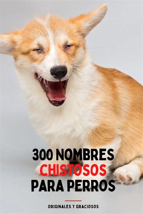 Nombres Chistosos Para Perros Top 300 Divertidos